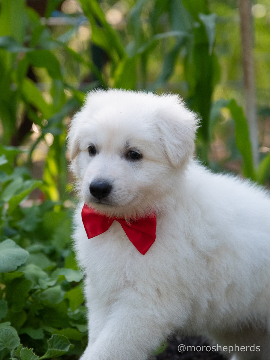 Fenix/Fury· Moro Shepherds